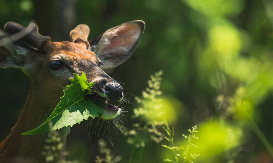 Deer Food Habits Through the Seasons
